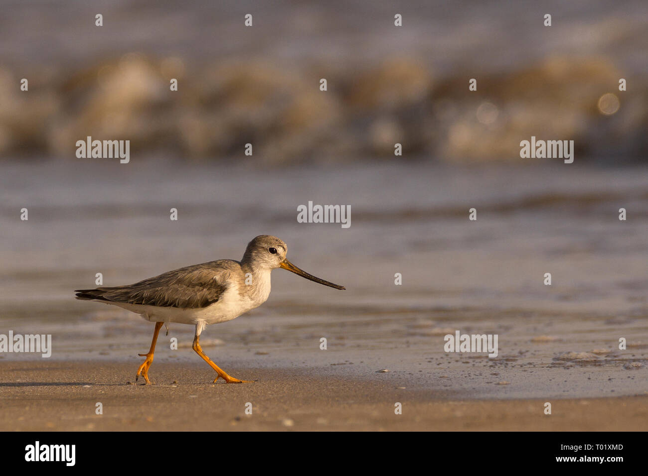 Terek Sandpiper (Xenus cinereus) at a beach in Gujarat, India Stock ...