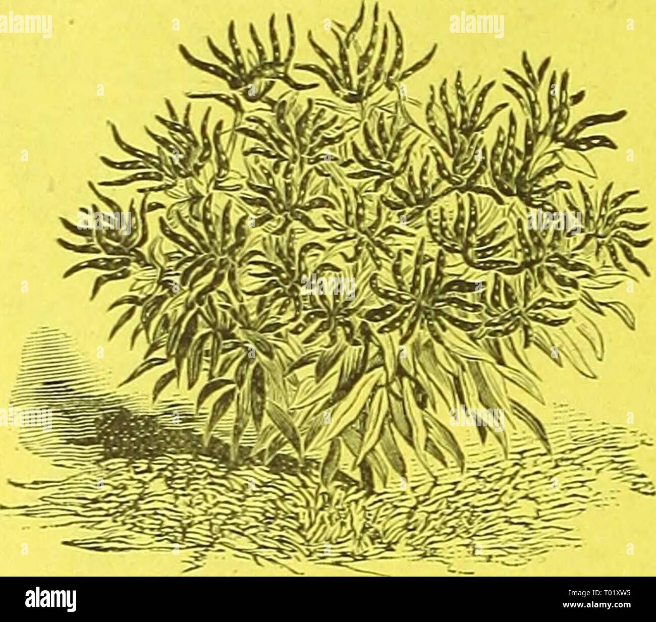 1888 calendar hi-res stock photography and images - Alamy