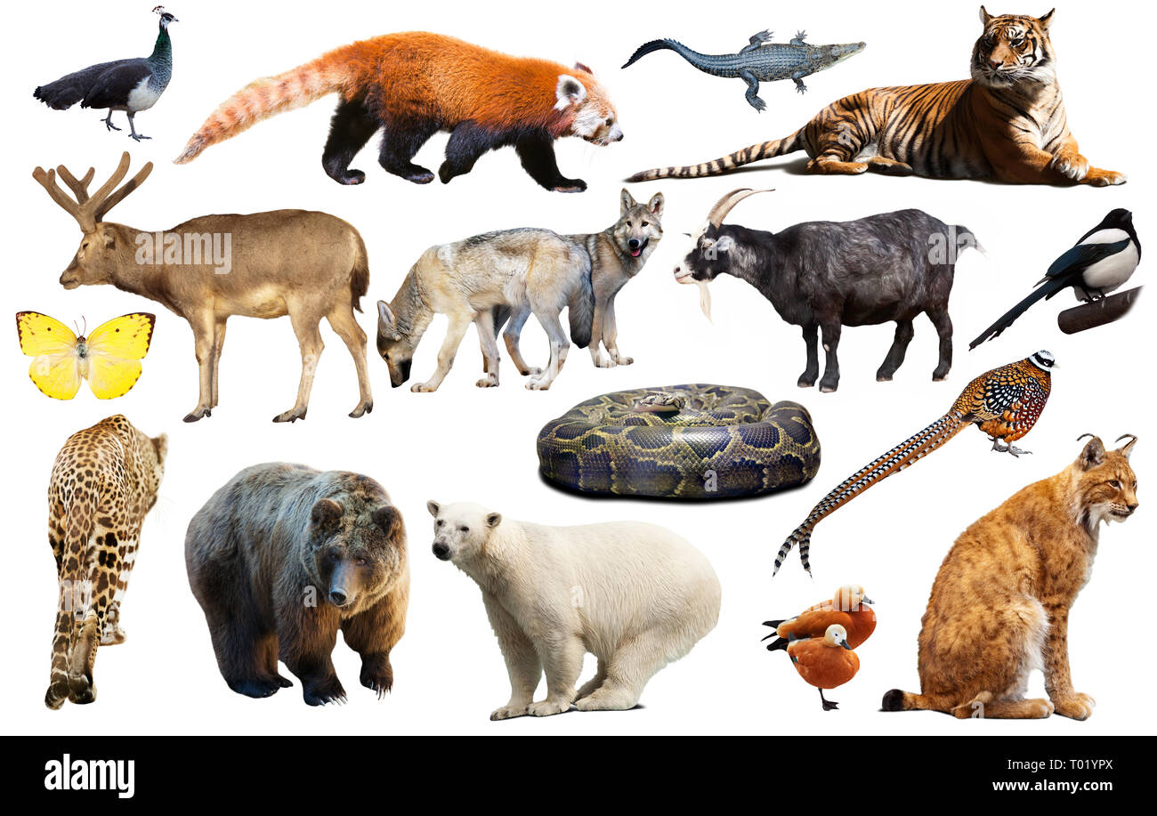 assortment of many kind of asian wild birds, reptiles and animals on ...