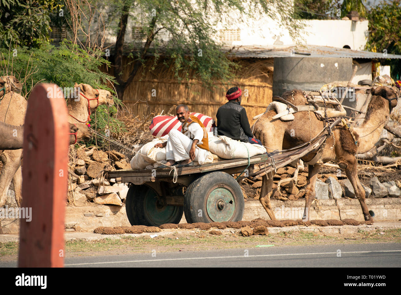 Camels and camel-drawn carts are a common site on the roads of ...