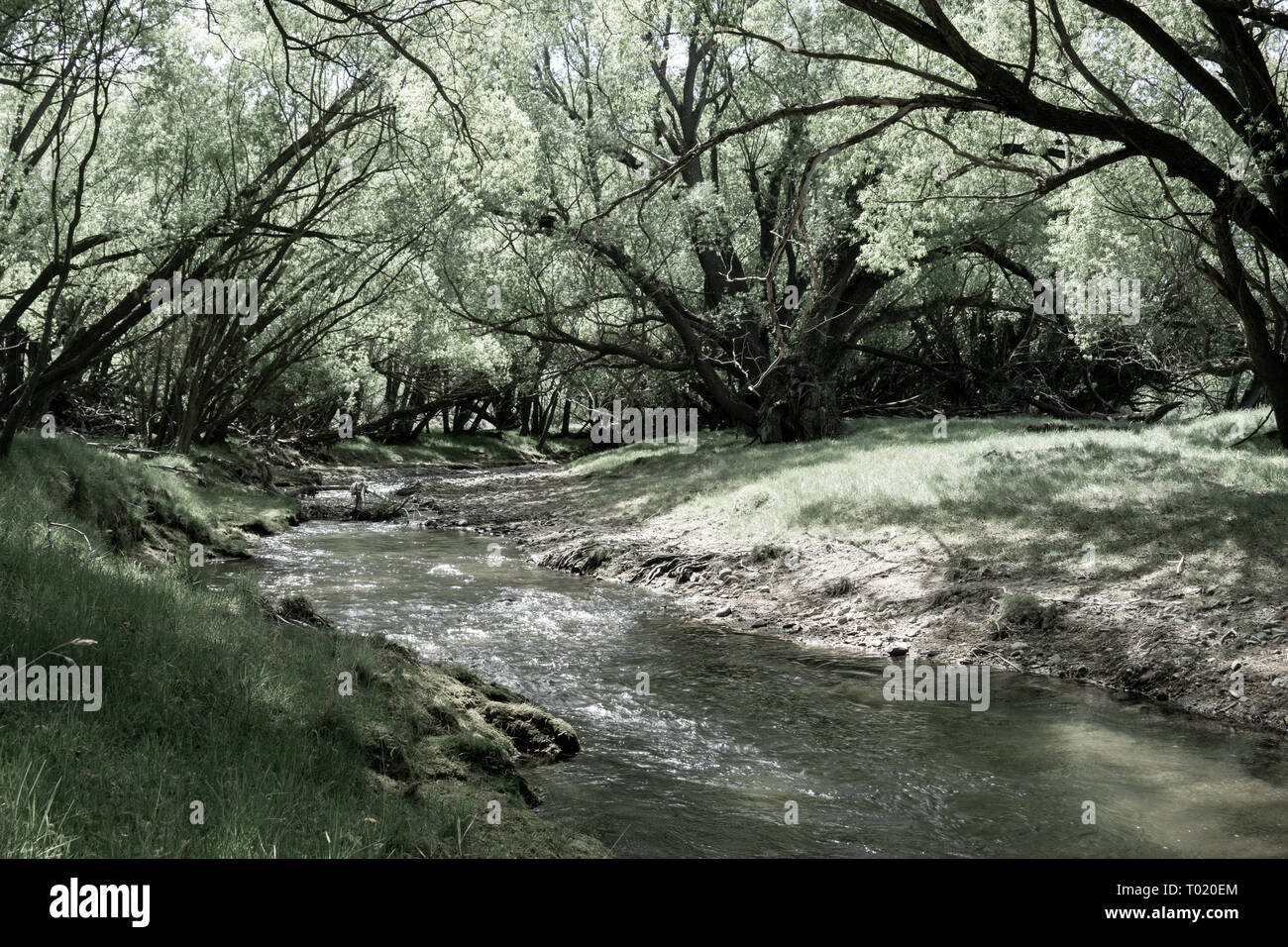 Wandering stream flowing through farmland between bright green leaves of arching shady willow ...