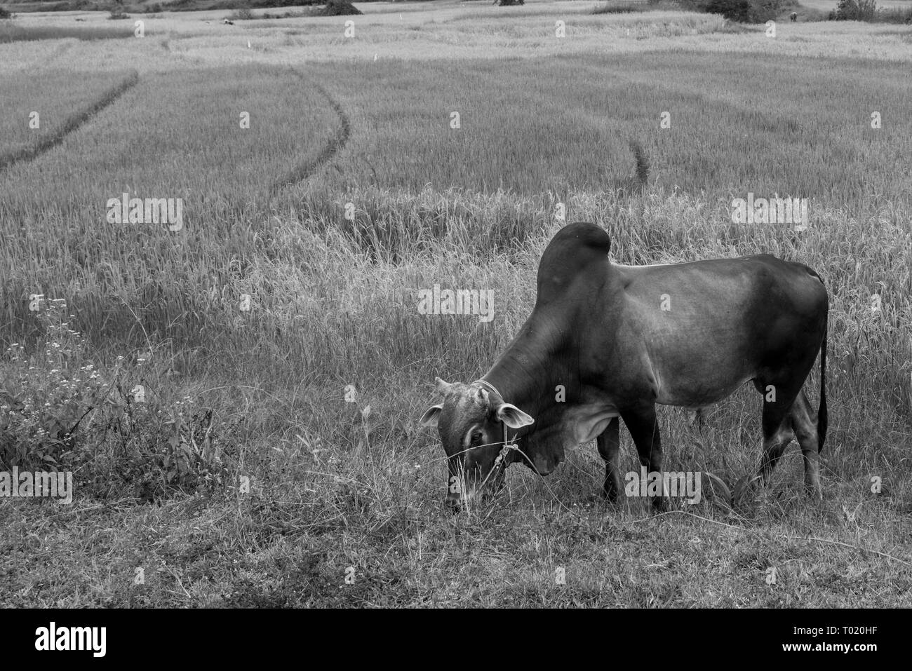 Black and white picture of beautiful bull in the farms of the ...