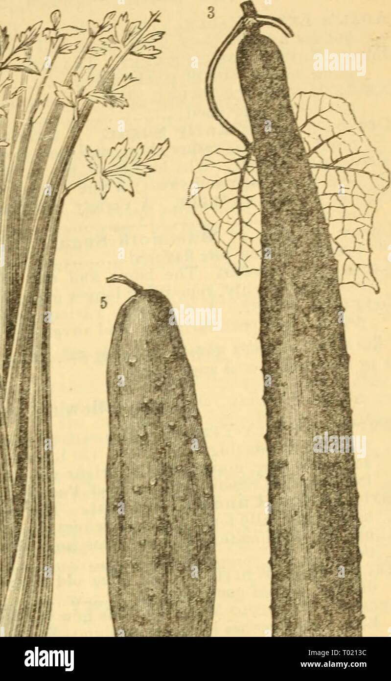 Dreer's garden calendar : 1879 . dreersgardencale1879henr Year: 1879 ...