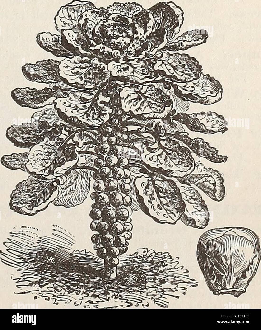 Dreer's garden calendar for 1892 Stock Photo - Alamy