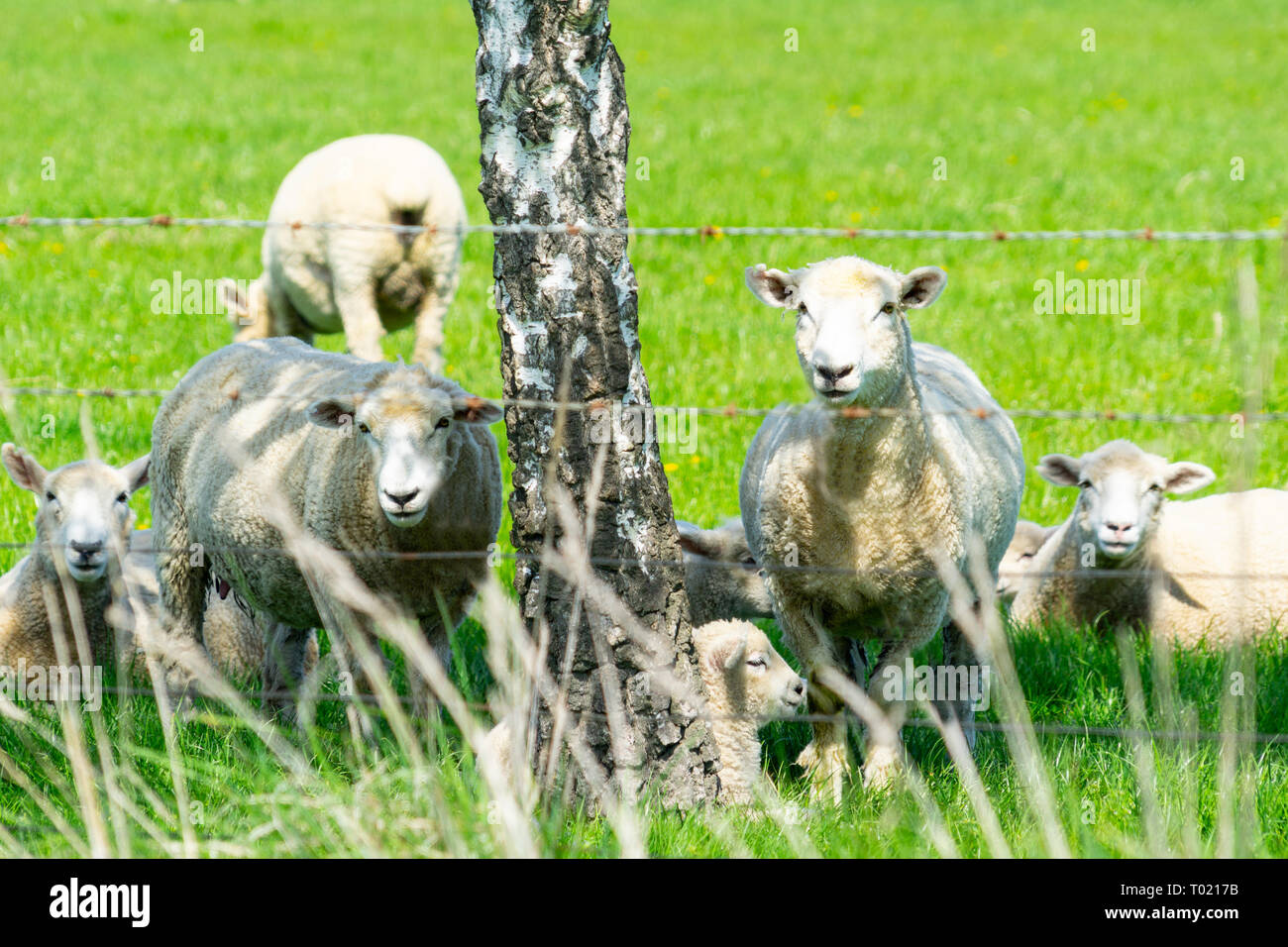 Sheep looking inquisitively through fence while sheltering in shade ...