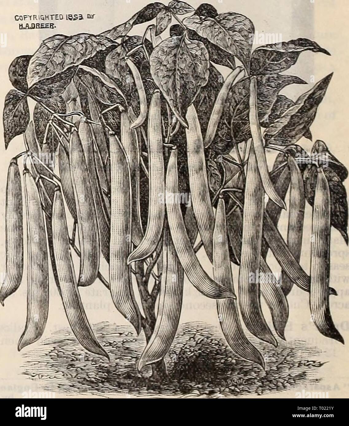 Pinch out broad beans hi-res stock photography and images - Alamy