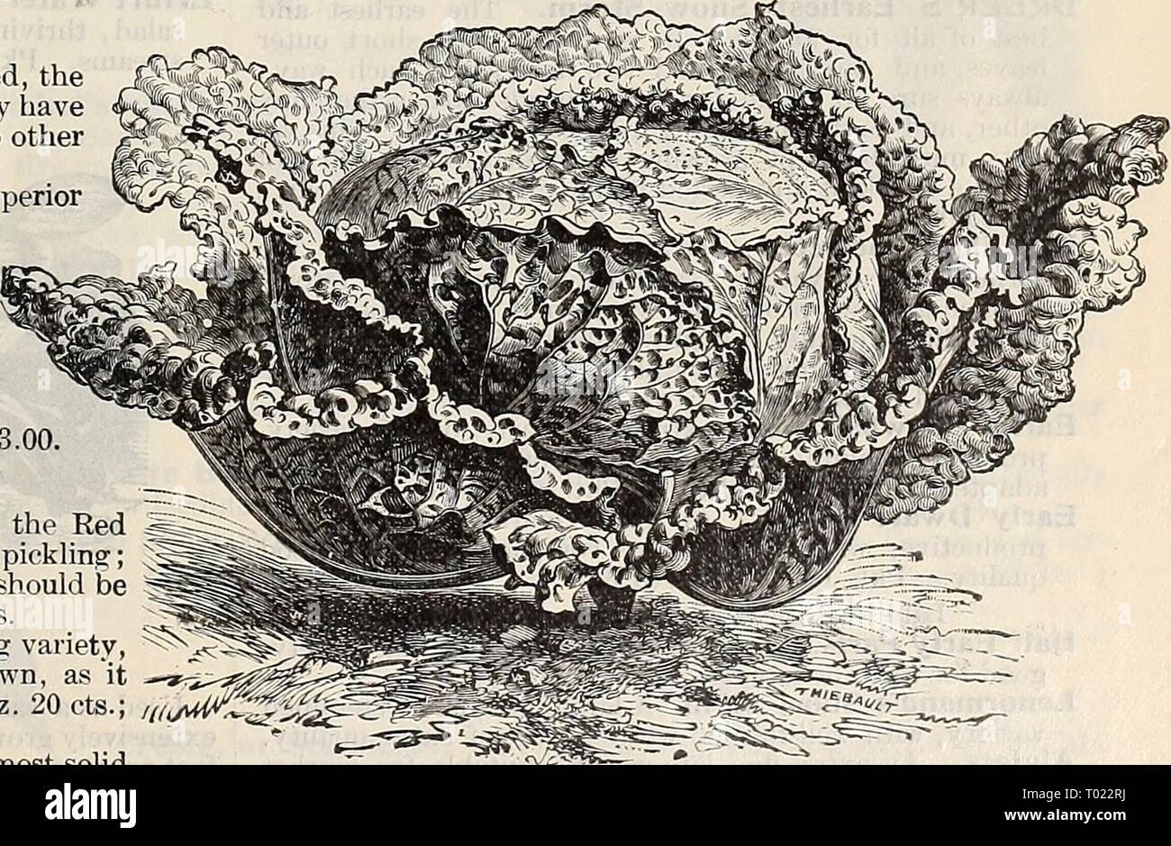 Dreer's garden calendar 1897 Stock Photo - Alamy