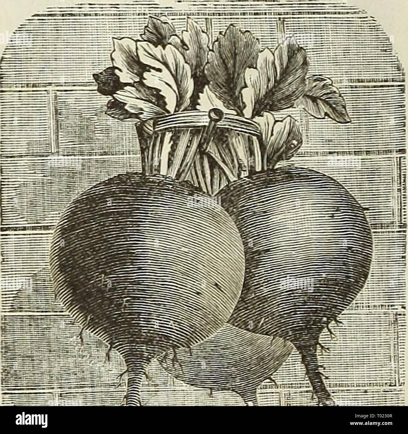 Dreer's garden calendar (1890 Stock Photo - Alamy