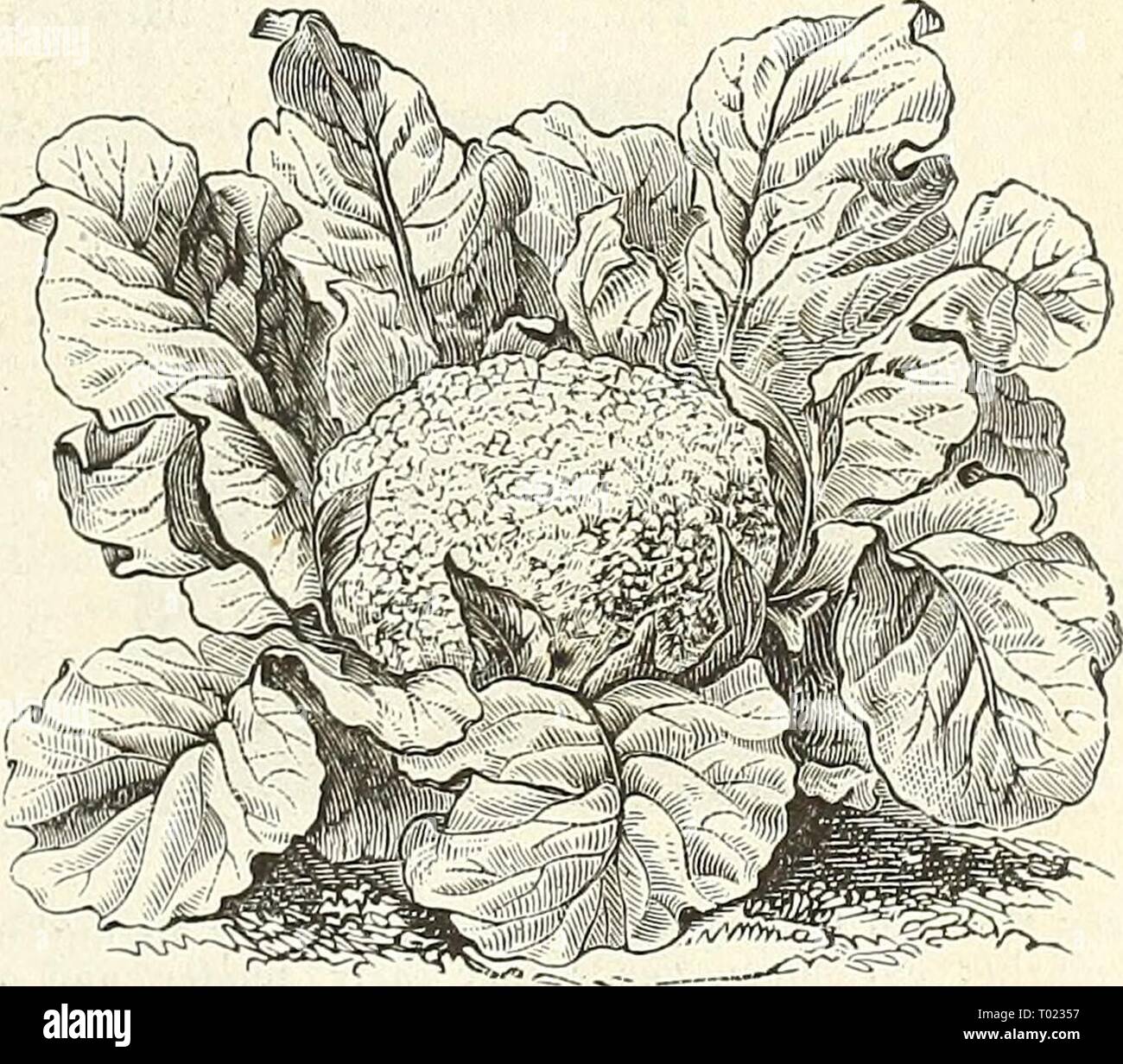 Dreer's garden calendar (1890 Stock Photo - Alamy