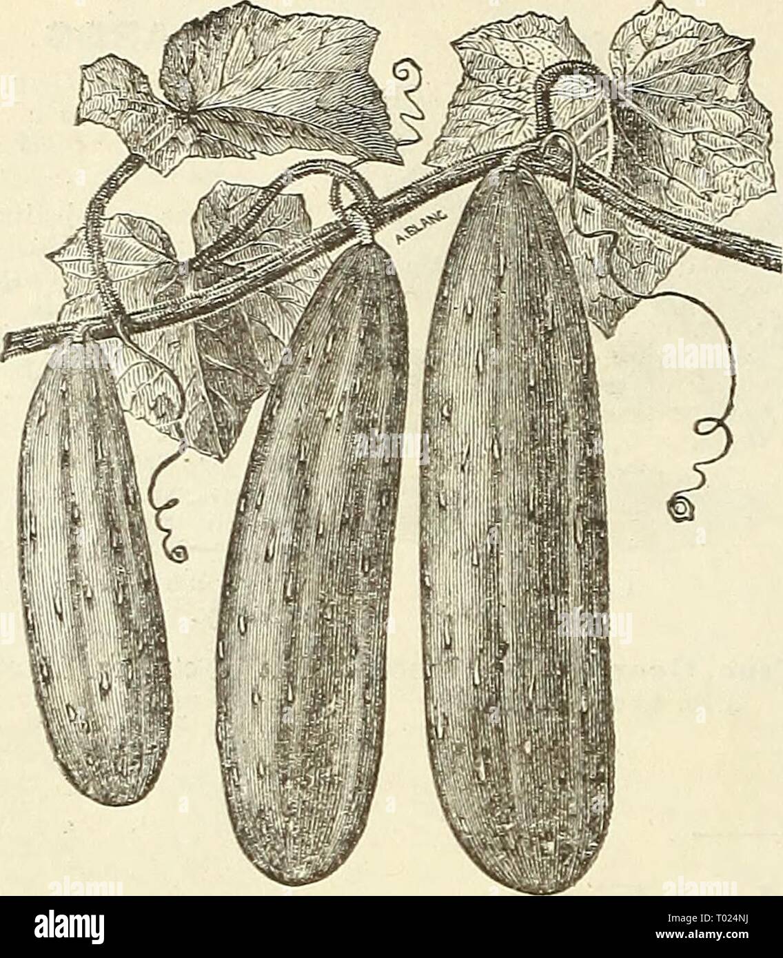 Dreer's garden calendar 1891 Stock Photo - Alamy