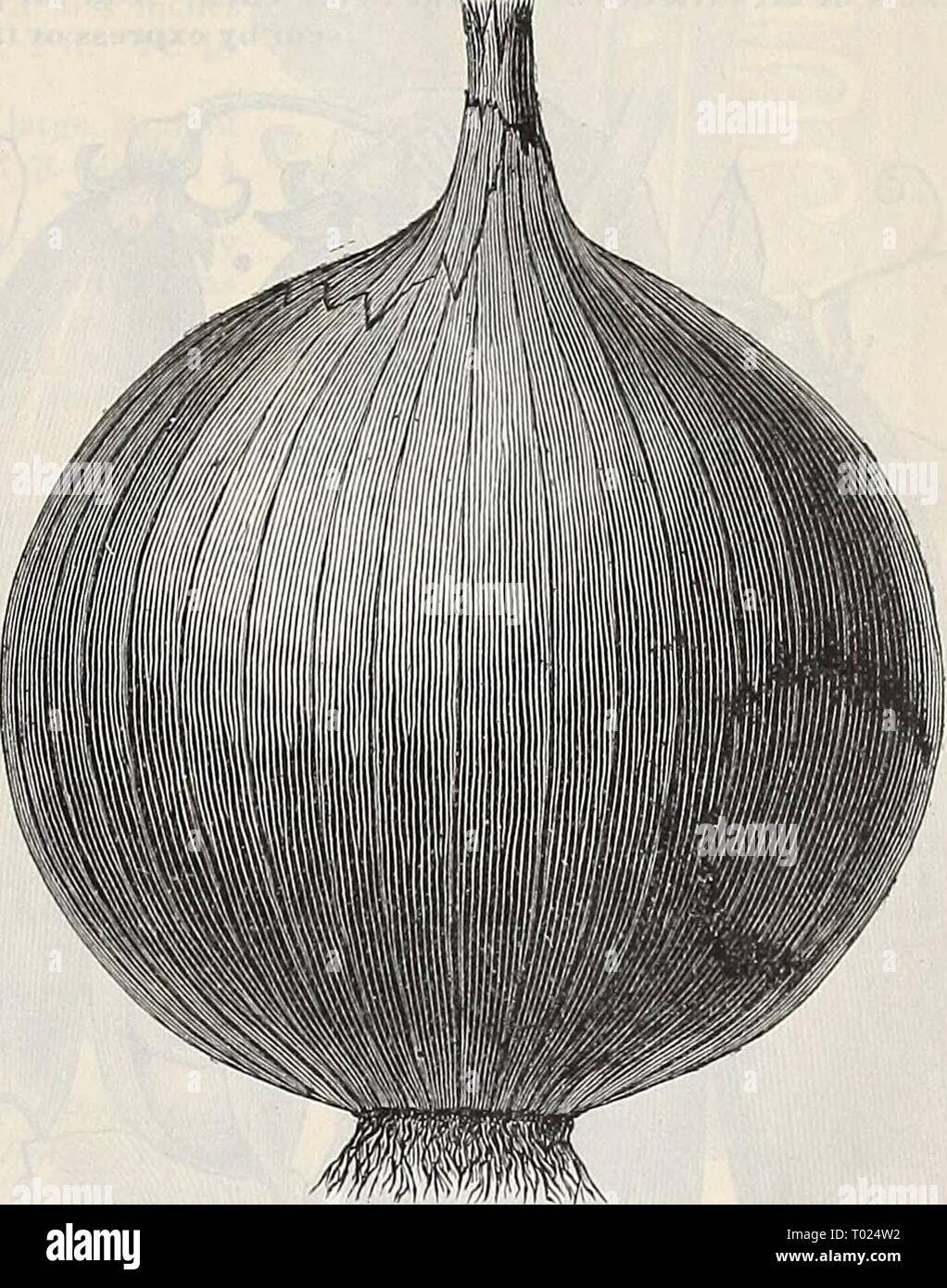 Bermuda onions hi-res stock photography and images - Alamy