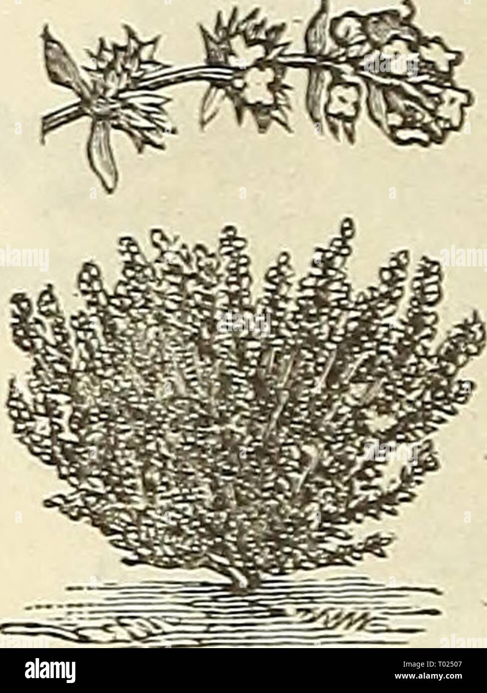 Dreer's garden calendar 1891 Stock Photo - Alamy