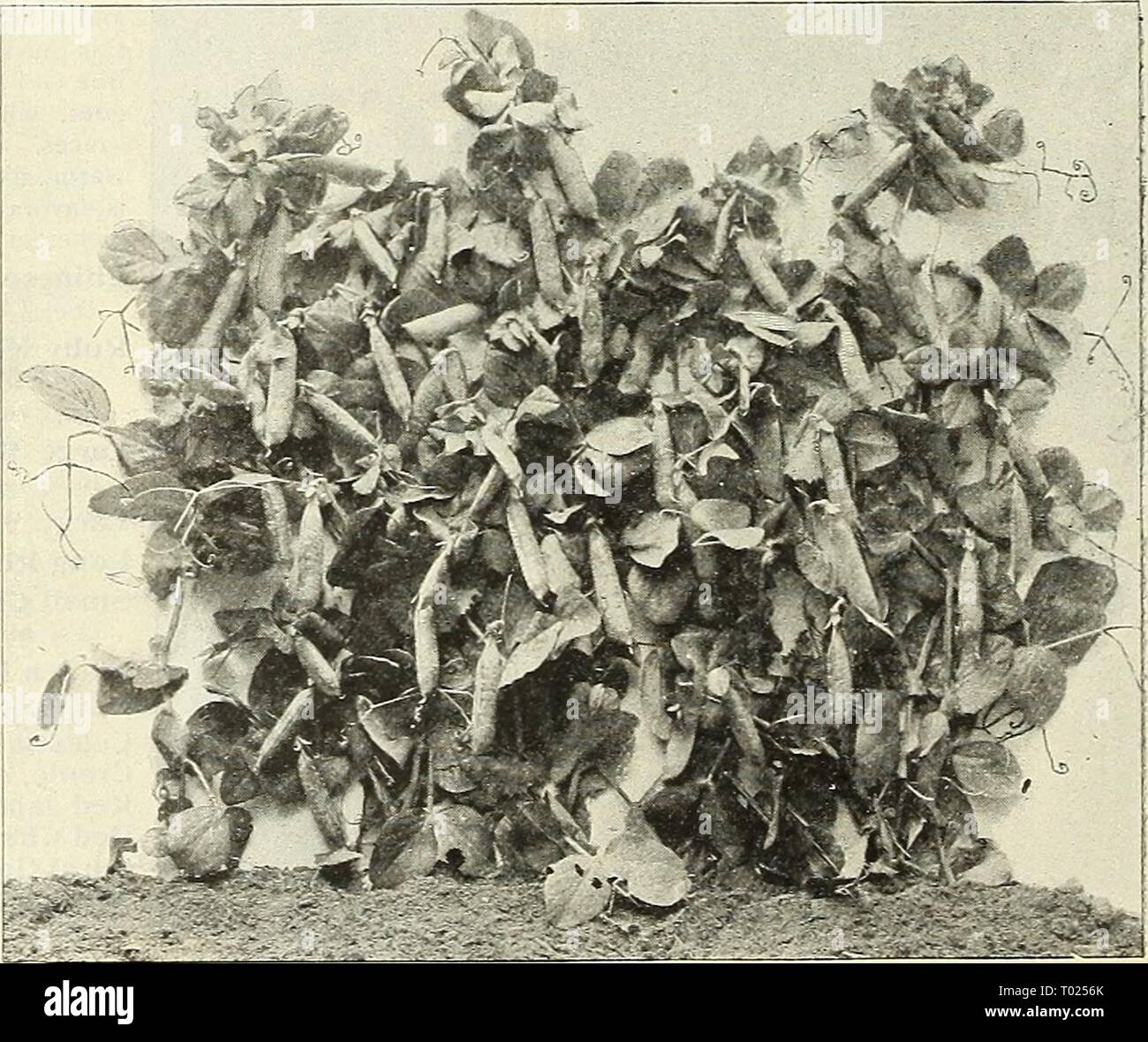 Smooth and wrinkled pea hi-res stock photography and images - Alamy