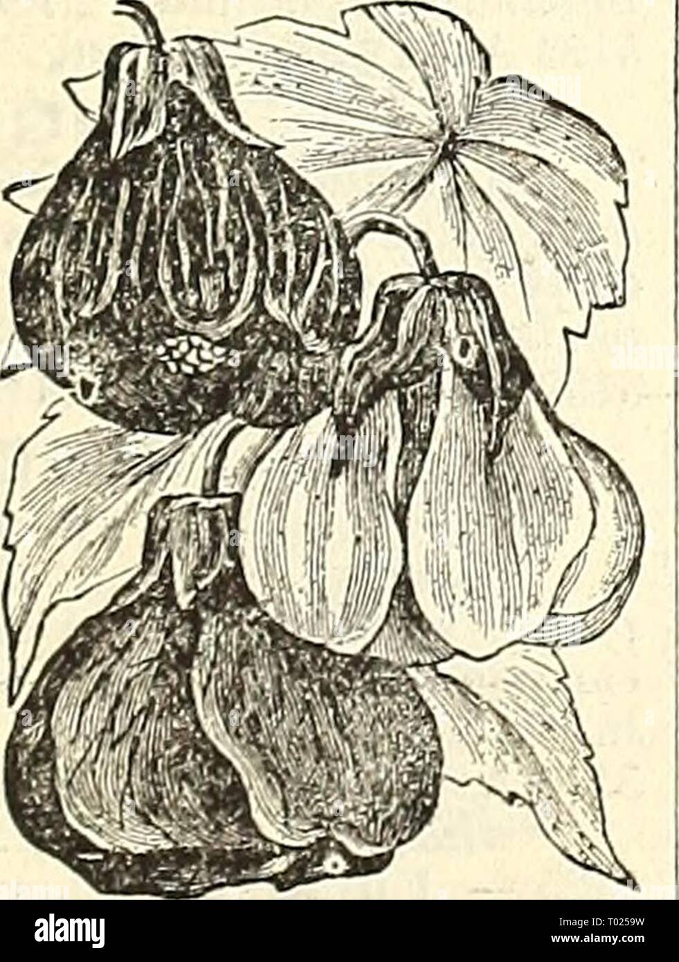 Wolfsbane drawing hi-res stock photography and images - Alamy