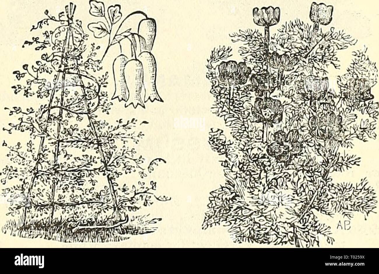 Wolfsbane drawing hi-res stock photography and images - Alamy