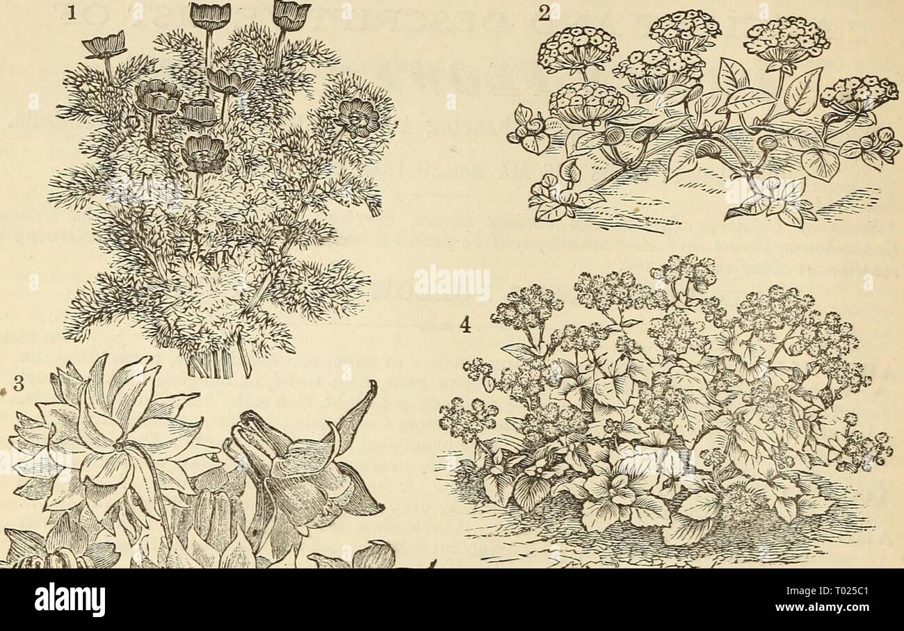 Dreer's garden calendar 1880 Stock Photo - Alamy