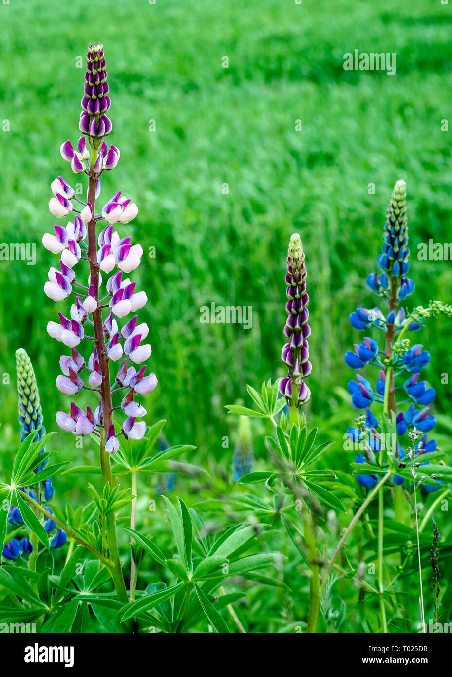 Spring Of Pei High Resolution Stock Photography and Images - Alamy