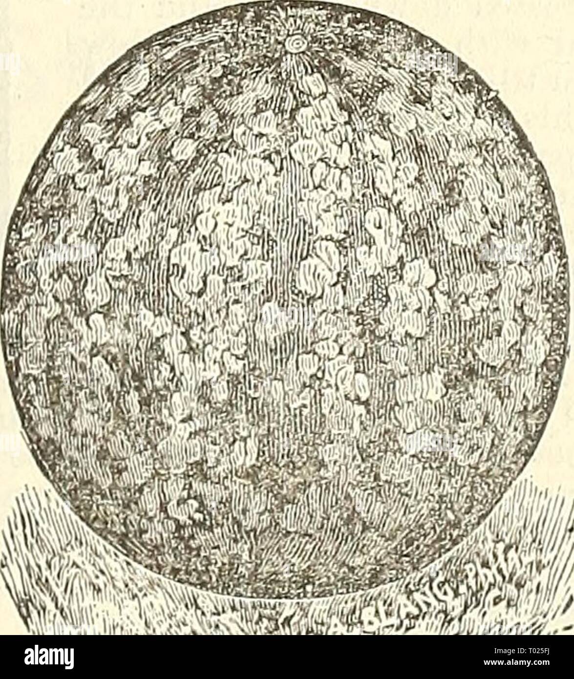 Dreer's garden calendar 1891 Stock Photo - Alamy