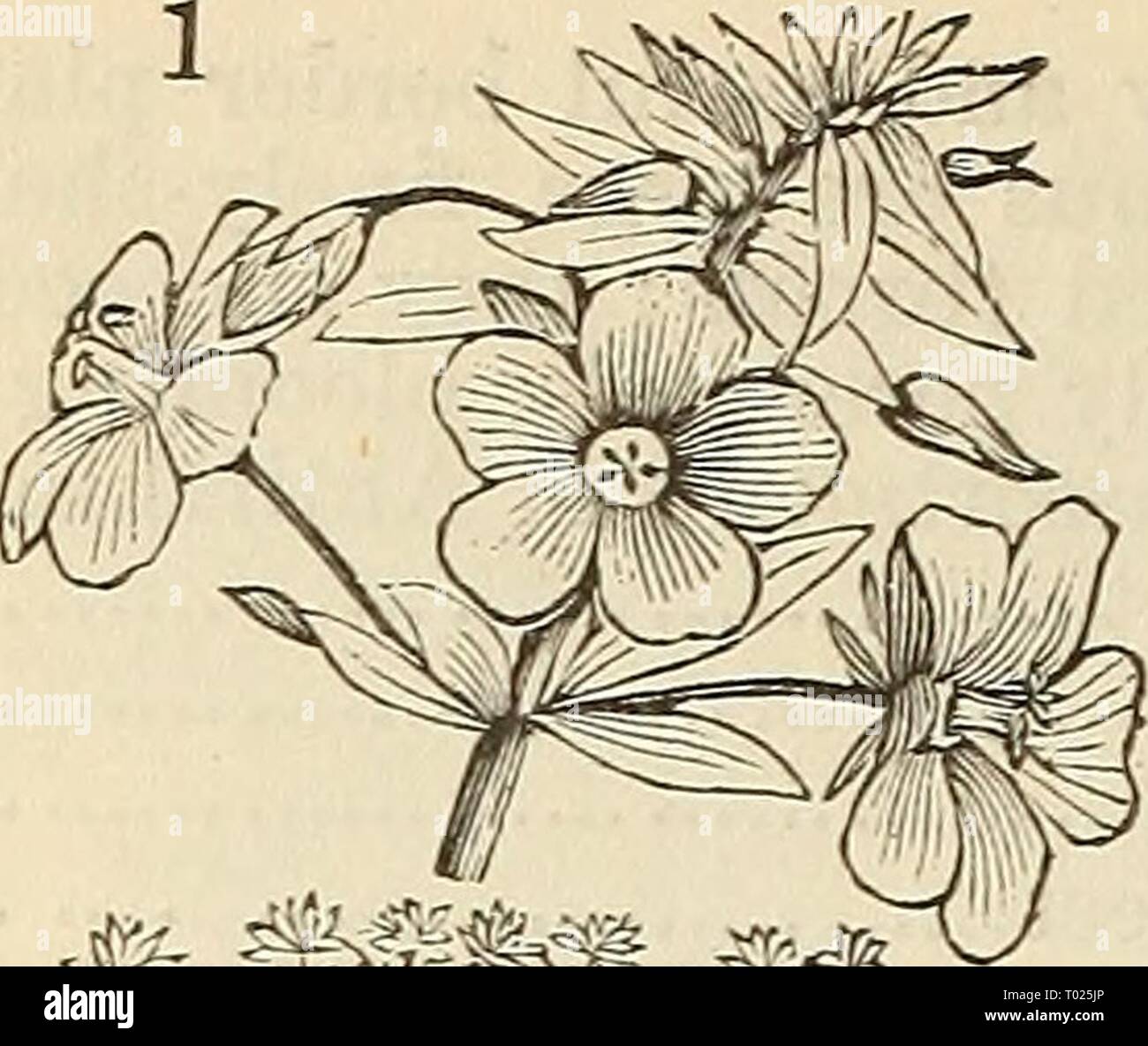 Dreer's garden calendar 1880 Stock Photo - Alamy