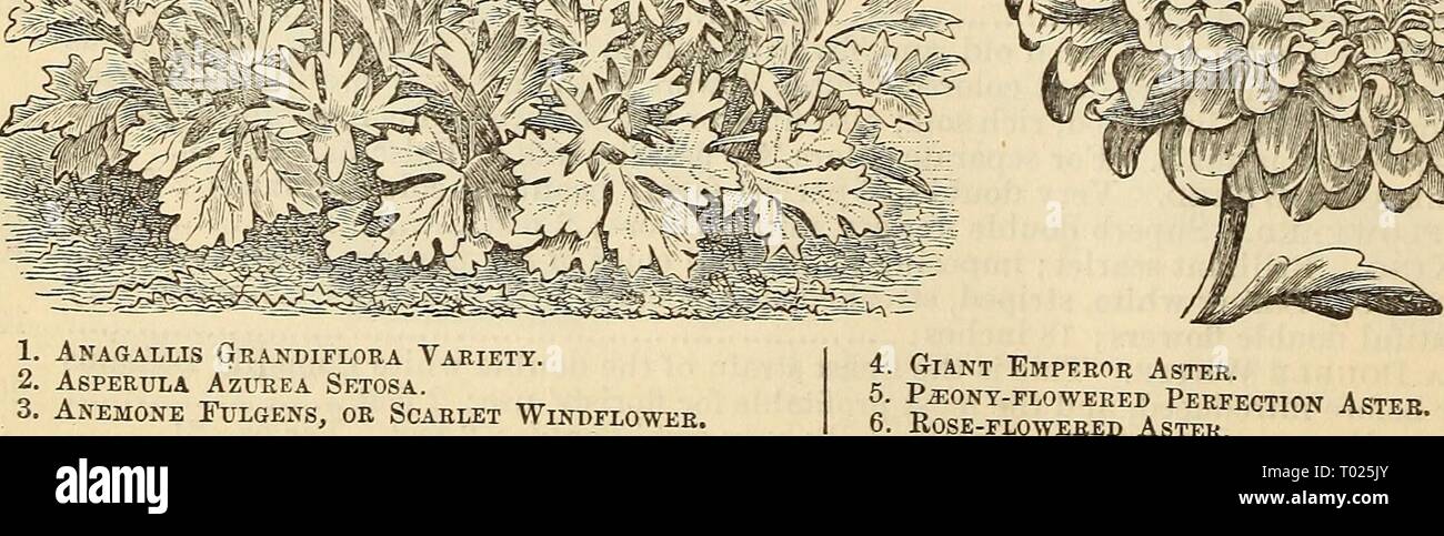 Dreer's garden calendar 1880 Stock Photo - Alamy