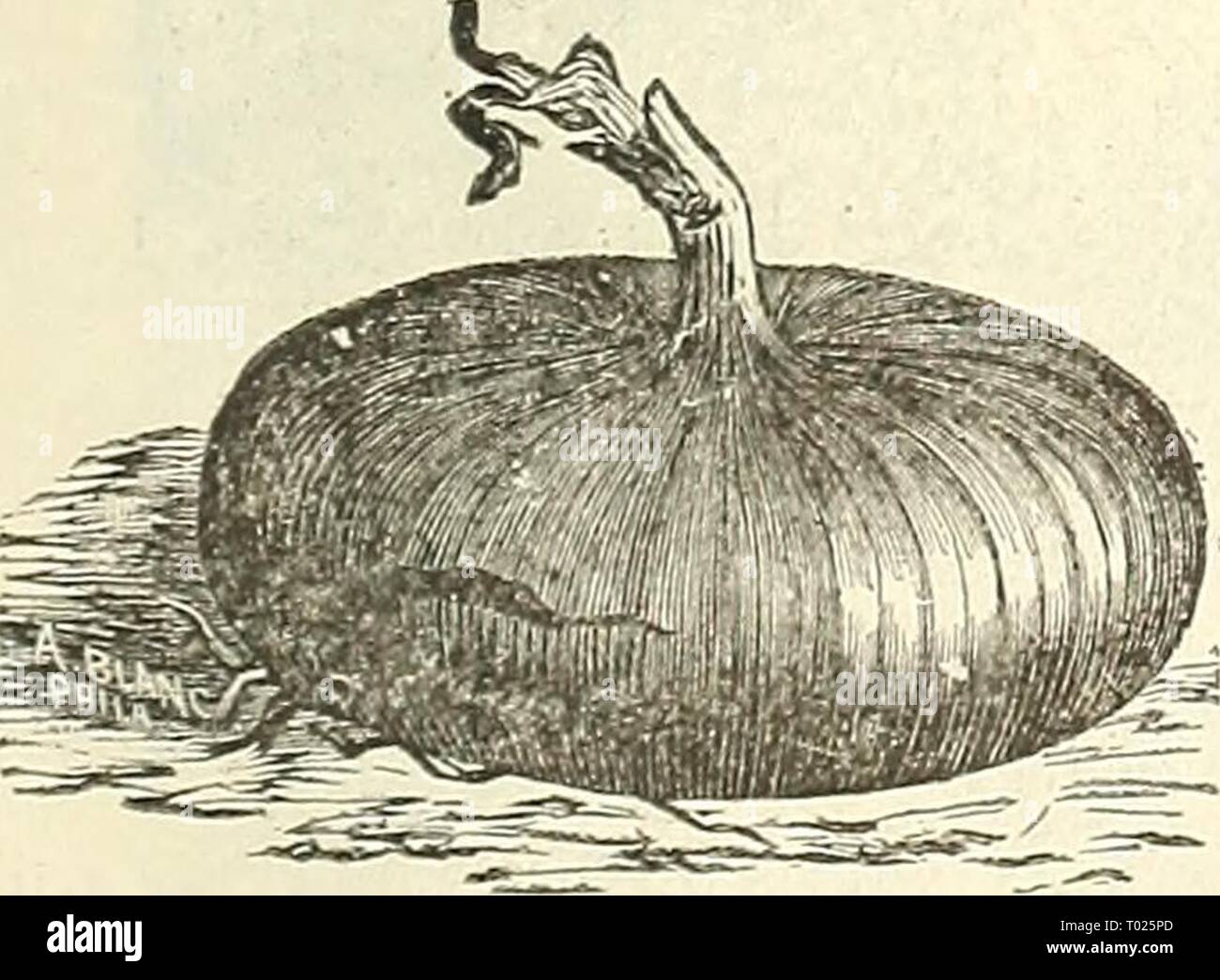 Dreer's garden calendar 1891 Stock Photo - Alamy