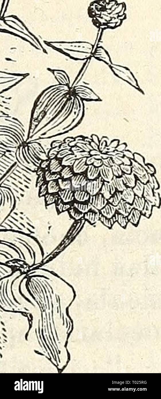 Picture calendar 1866 hi-res stock photography and images - Alamy