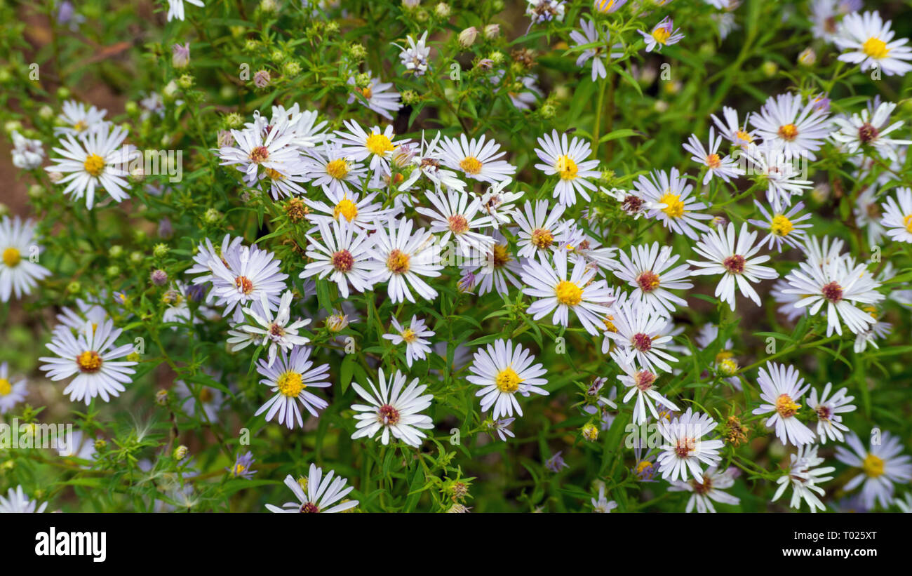 Daisy meadow autumn hi-res stock photography and images - Alamy
