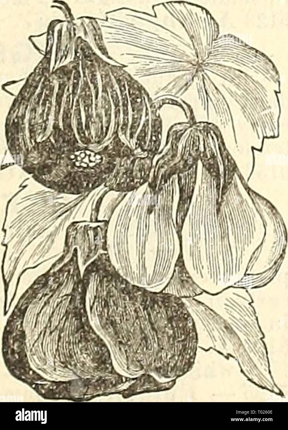 Wolfsbane drawing hi-res stock photography and images - Alamy