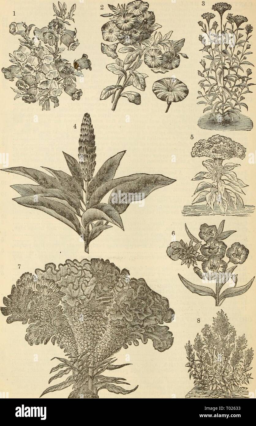 Dreer's garden calendar 1880 Stock Photo - Alamy