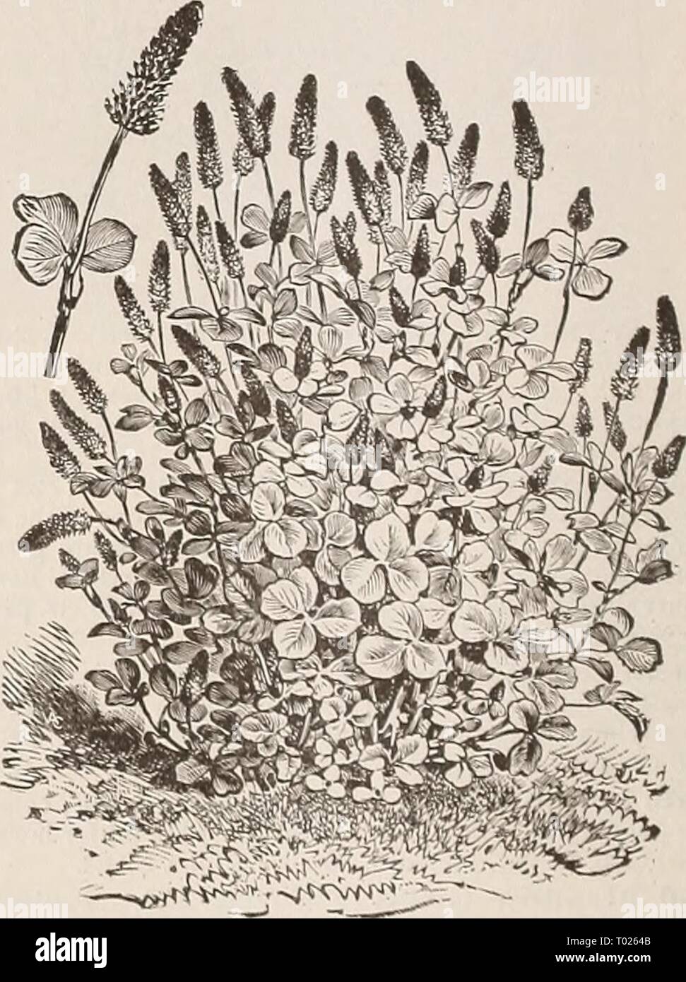 Dreer's garden calendar for 1892 Stock Photo - Alamy