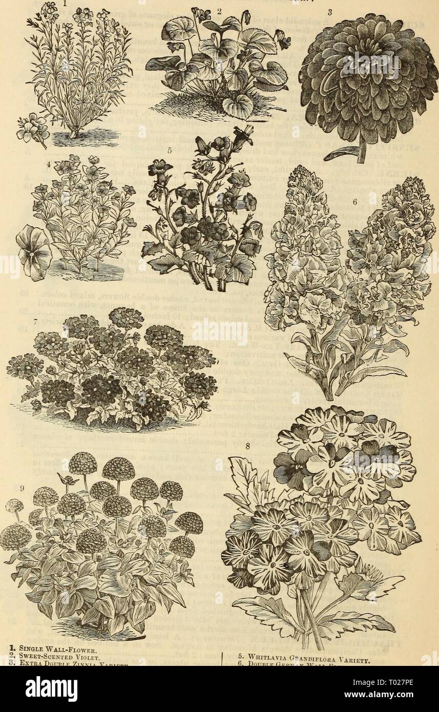 Dreer's garden calendar 1881 Stock Photo - Alamy