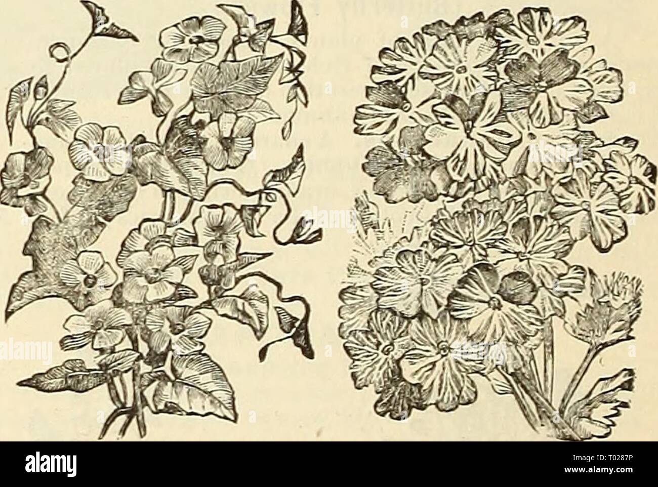 Theodore hardy hi-res stock photography and images - Alamy