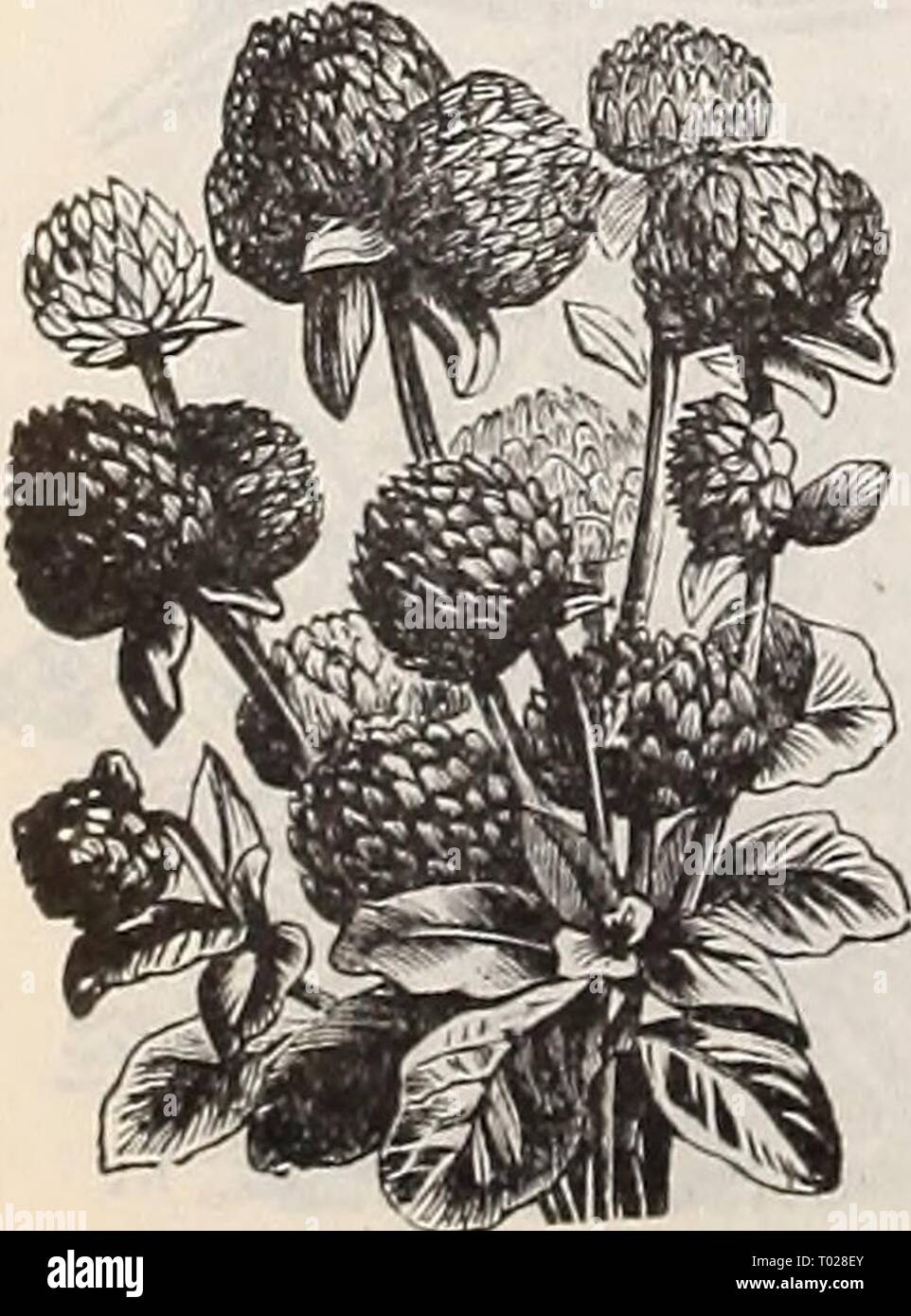 Dreer's garden calendar 1899 Stock Photo - Alamy