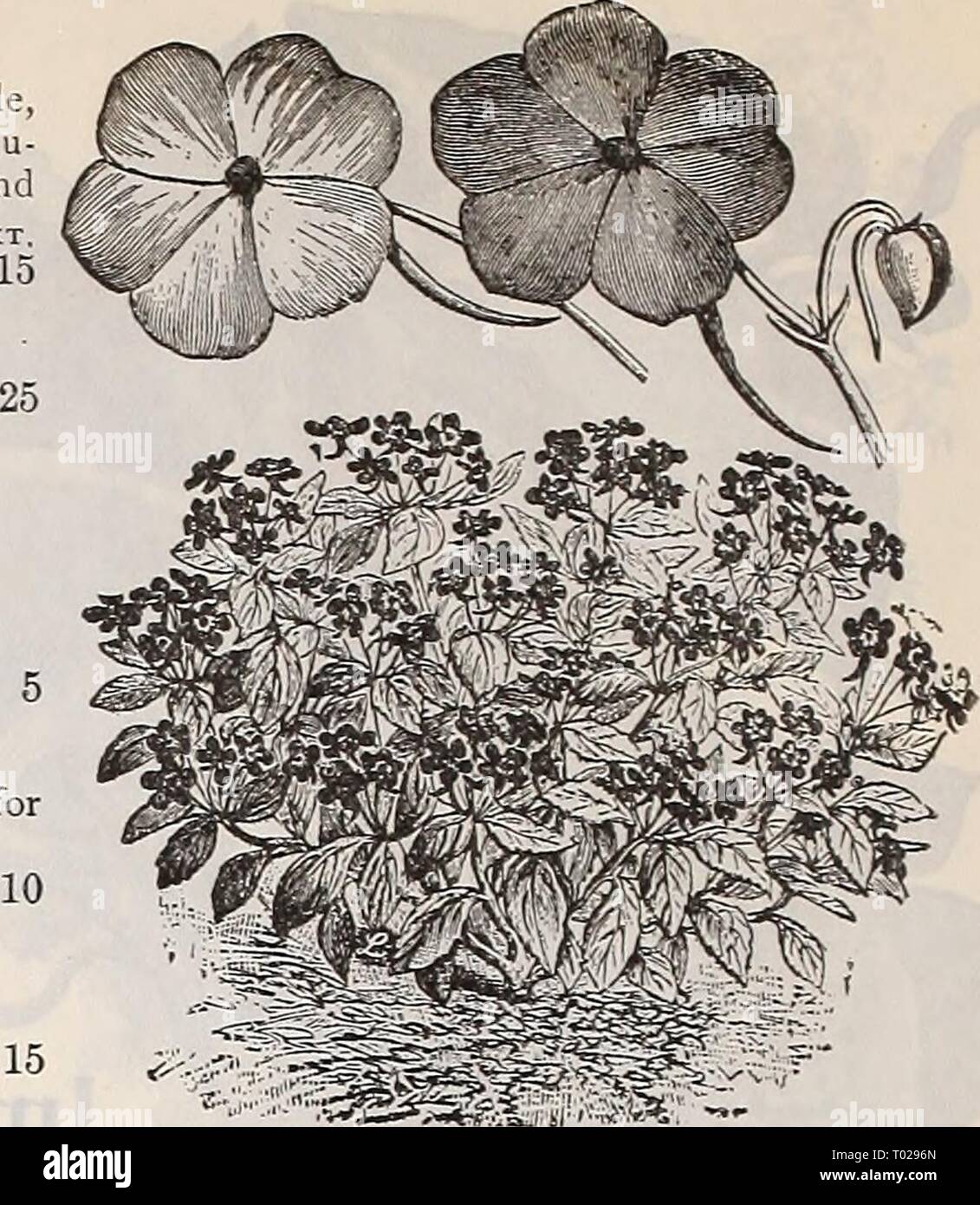 Impatiens Walleriana Drawing