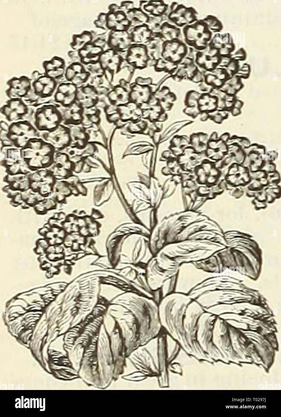 Dreer's garden calendar for 1888 Stock Photo - Alamy