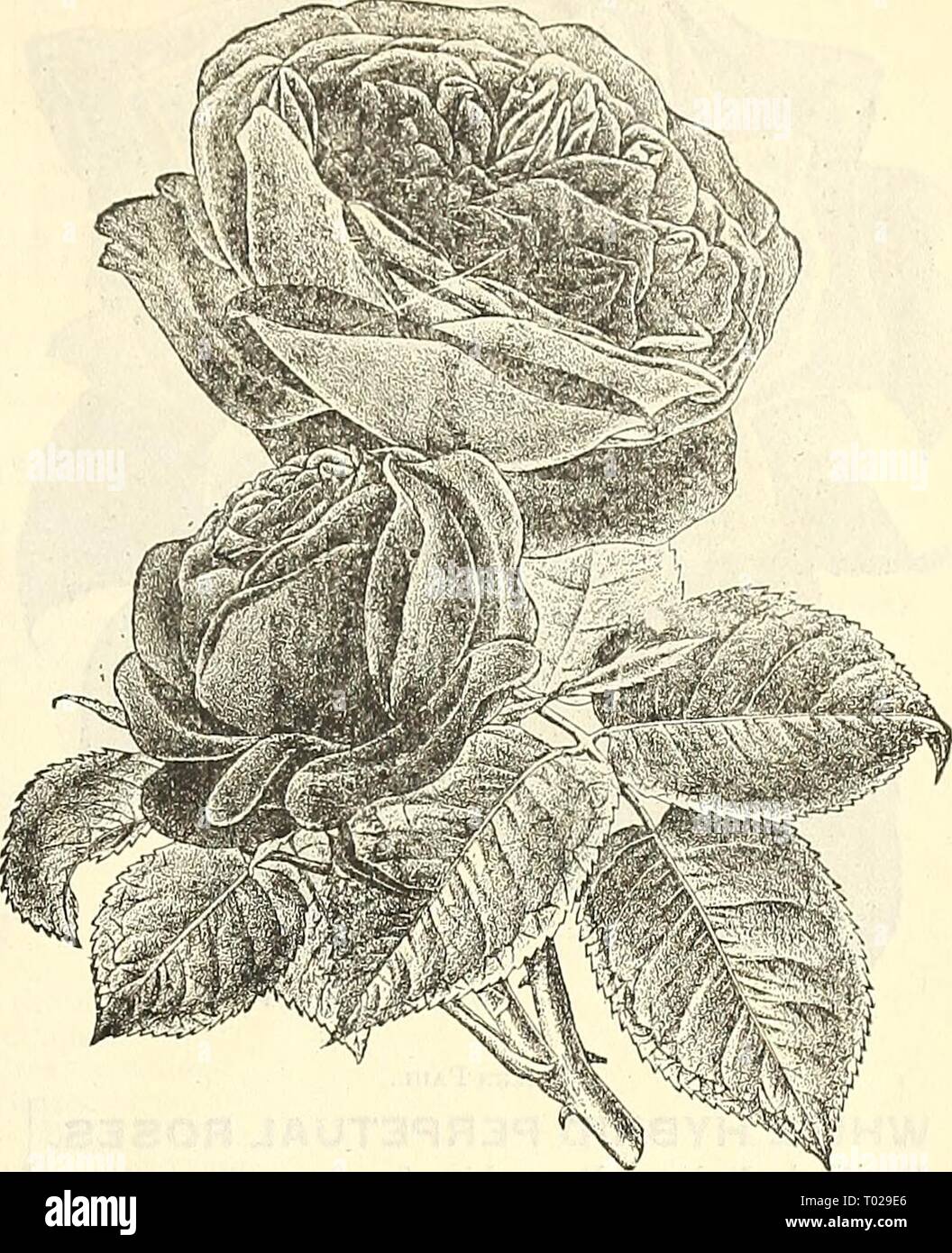 Dreer's garden calendar : 1886 . dreersgardencale1886henr Year: 1886 ...