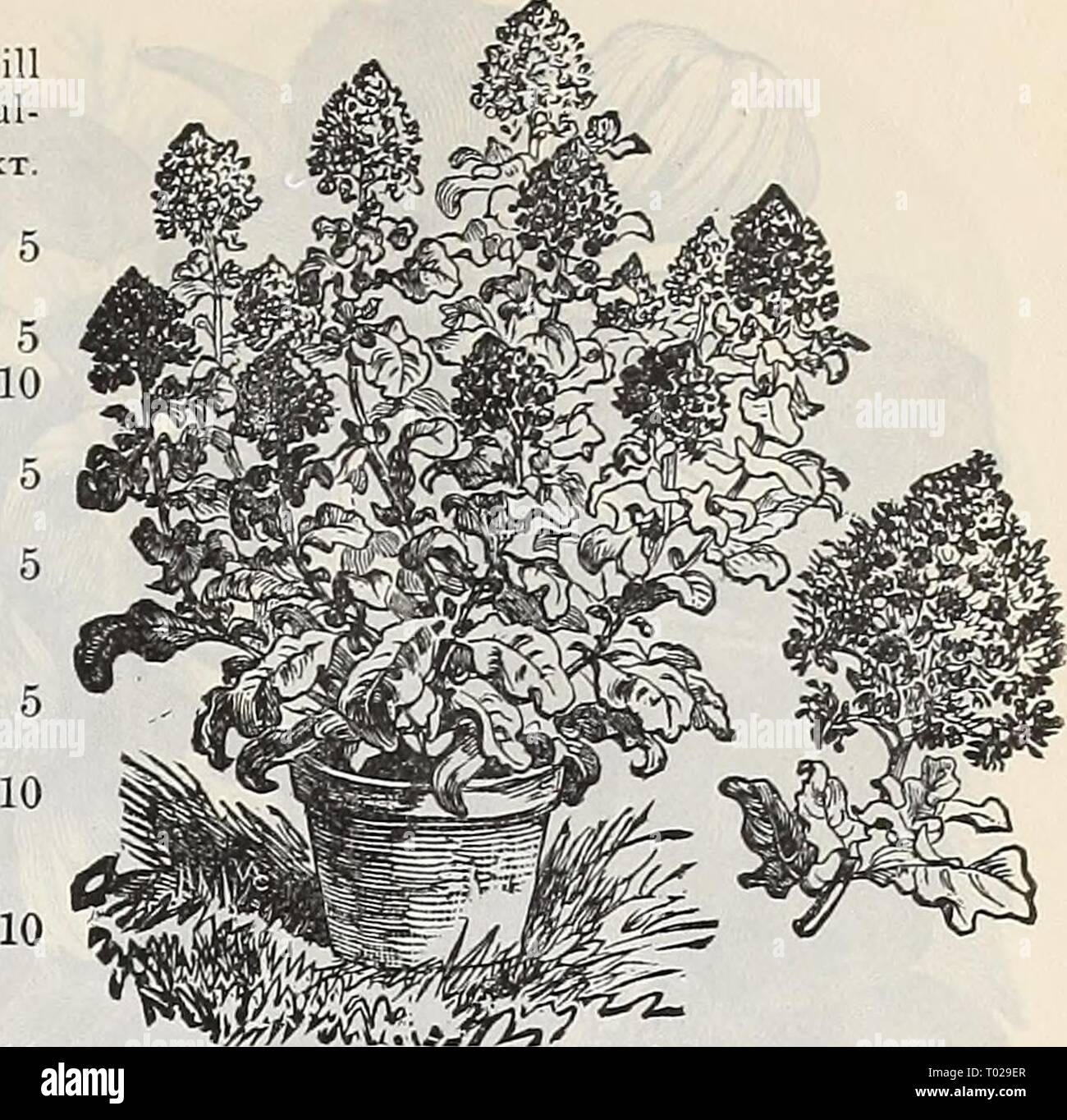 Reseda odorata hi-res stock photography and images - Alamy