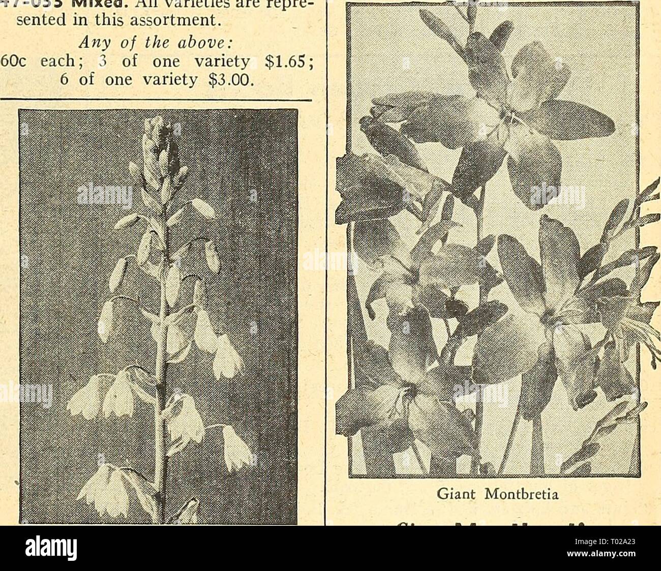 Dreer's garden book for 1945 . dreersgardenbook1945henr Year: 1945 ...