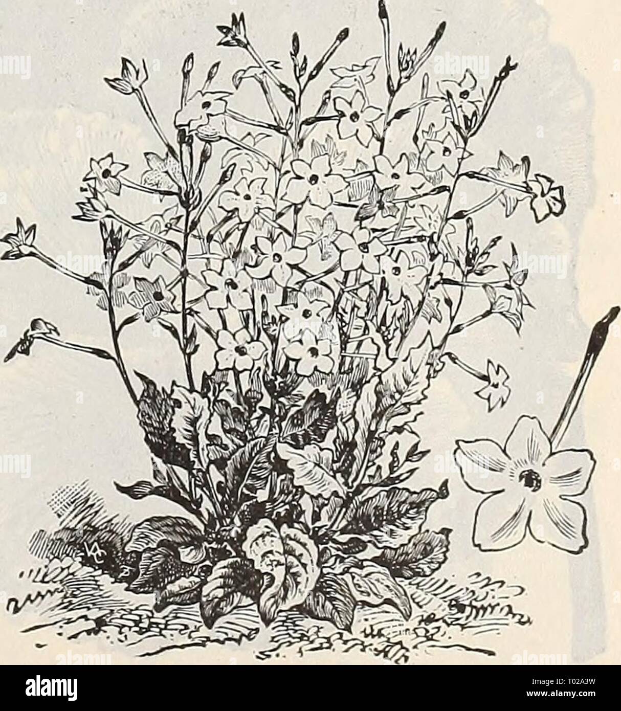 Ls pro hi-res stock photography and images - Alamy