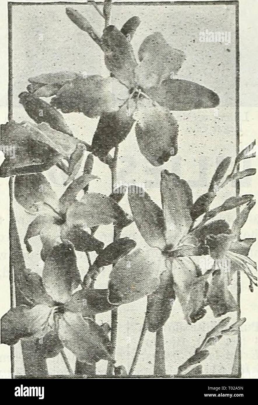 Dreer's garden book for 1947 . dreersgardenbook1947henr Year: 1947 ...
