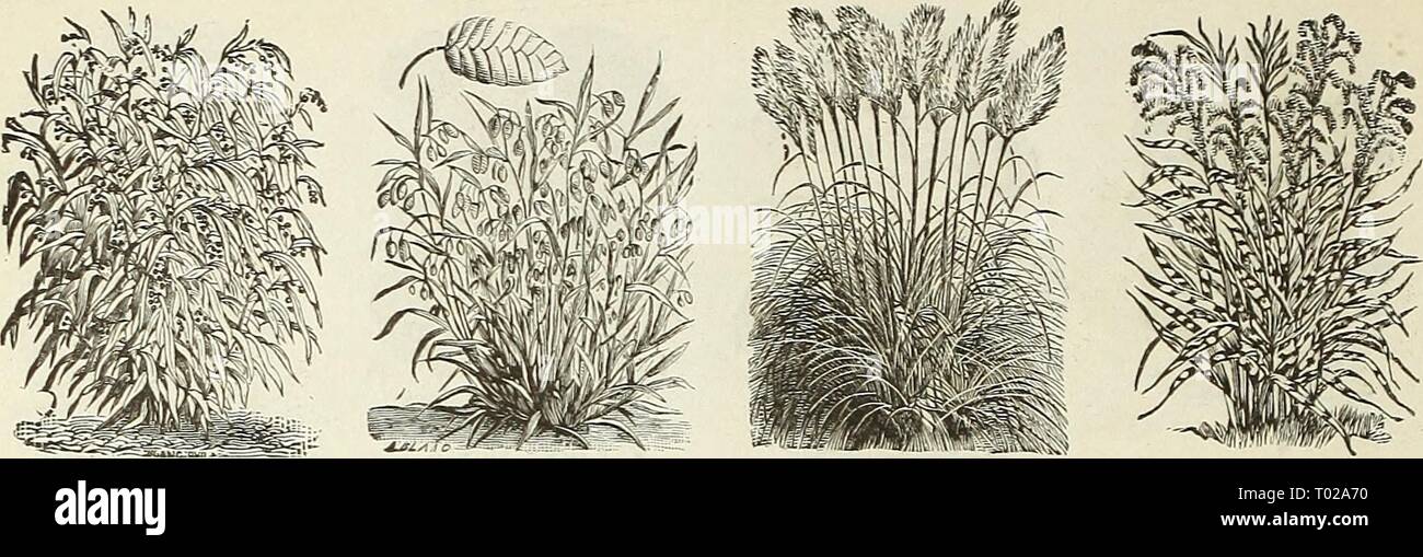 Dreer's garden calendar (1890 Stock Photo - Alamy