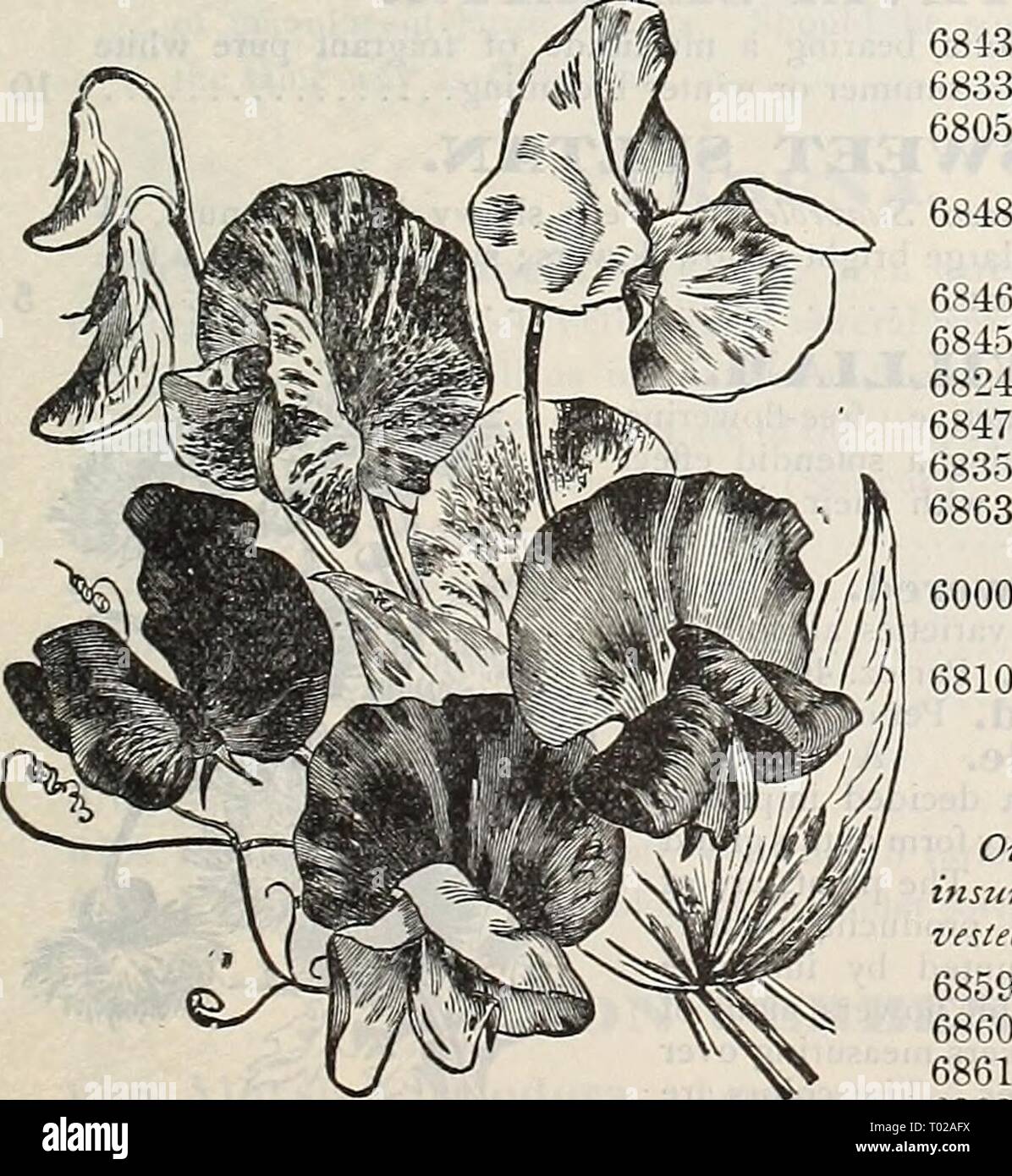 White chamberlain flower hi-res stock photography and images - Alamy