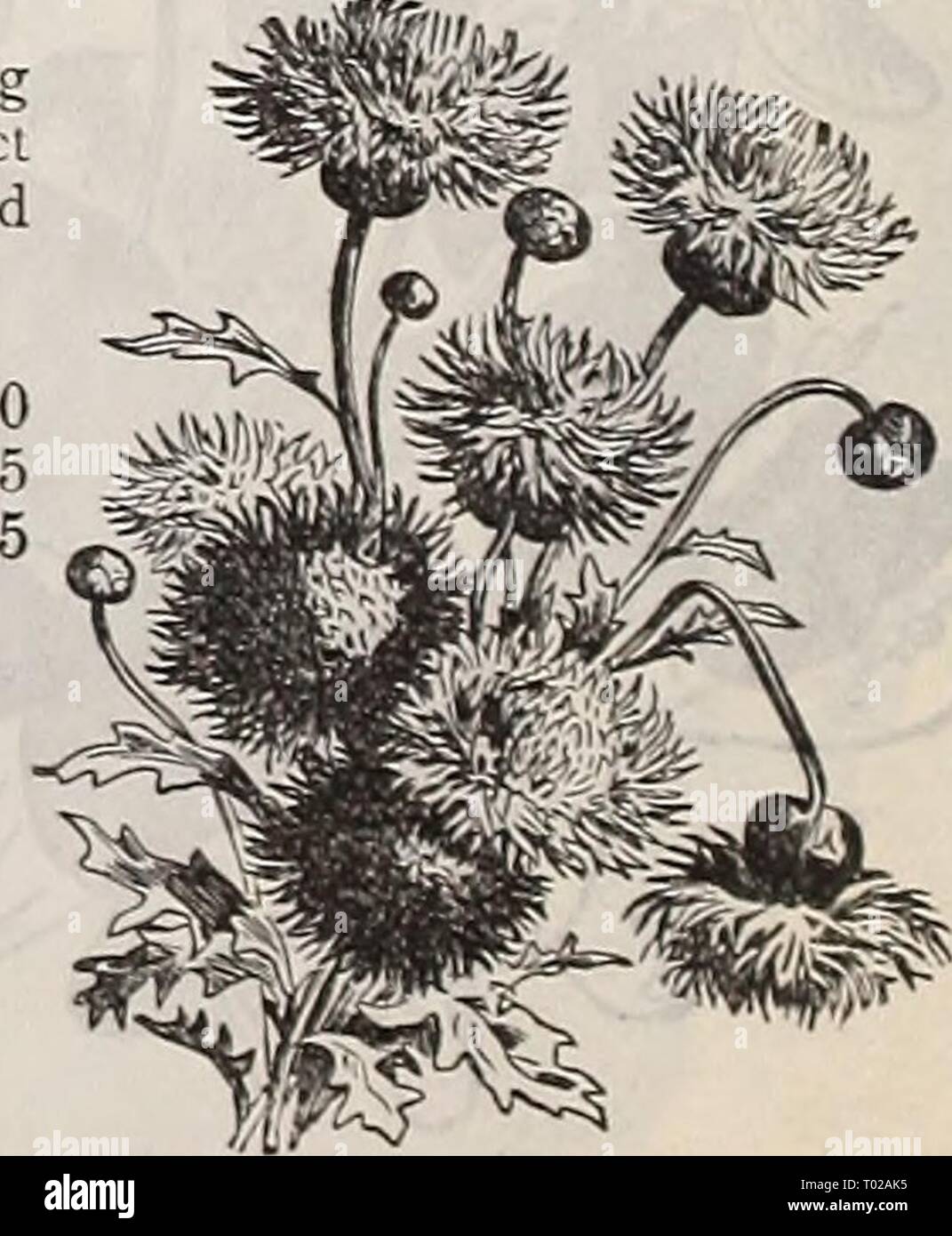 Ter plant pot hi-res stock photography and images - Alamy