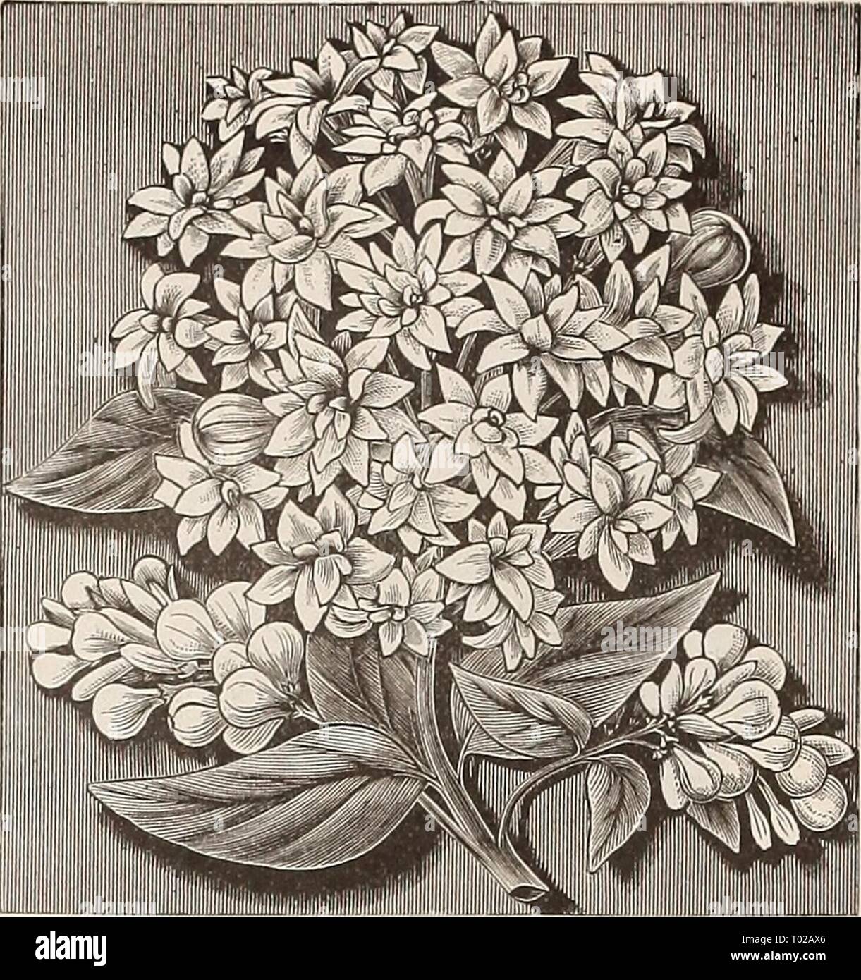 Dreer's garden calendar for 1892 Stock Photo - Alamy
