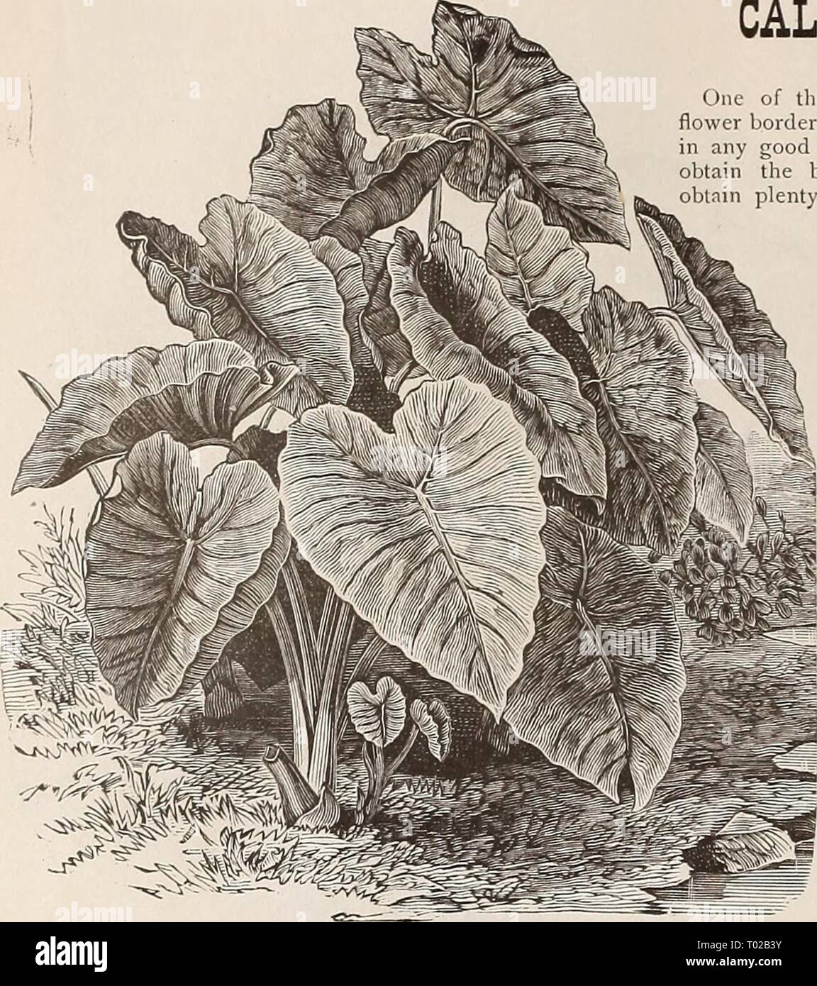 Dreer's garden calendar for 1892 Stock Photo - Alamy