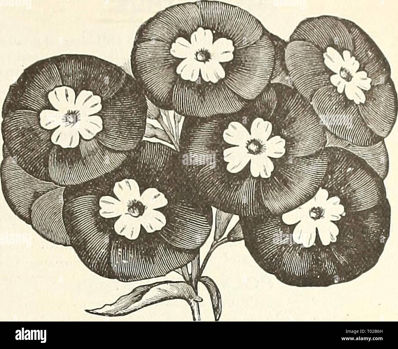 Dreer's garden calendar (1890 Stock Photo - Alamy