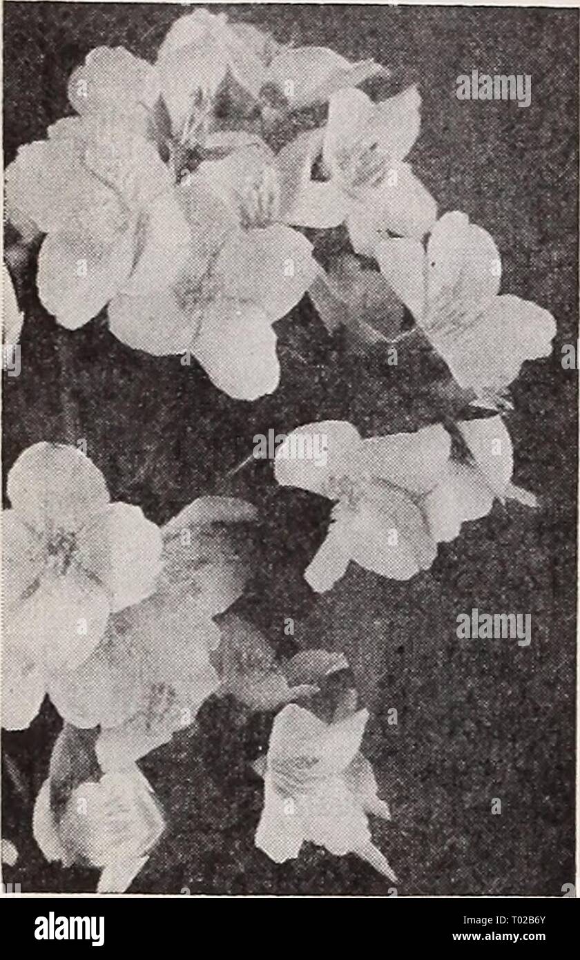 Philadelphus virginal mock orange hi-res stock photography and images ...