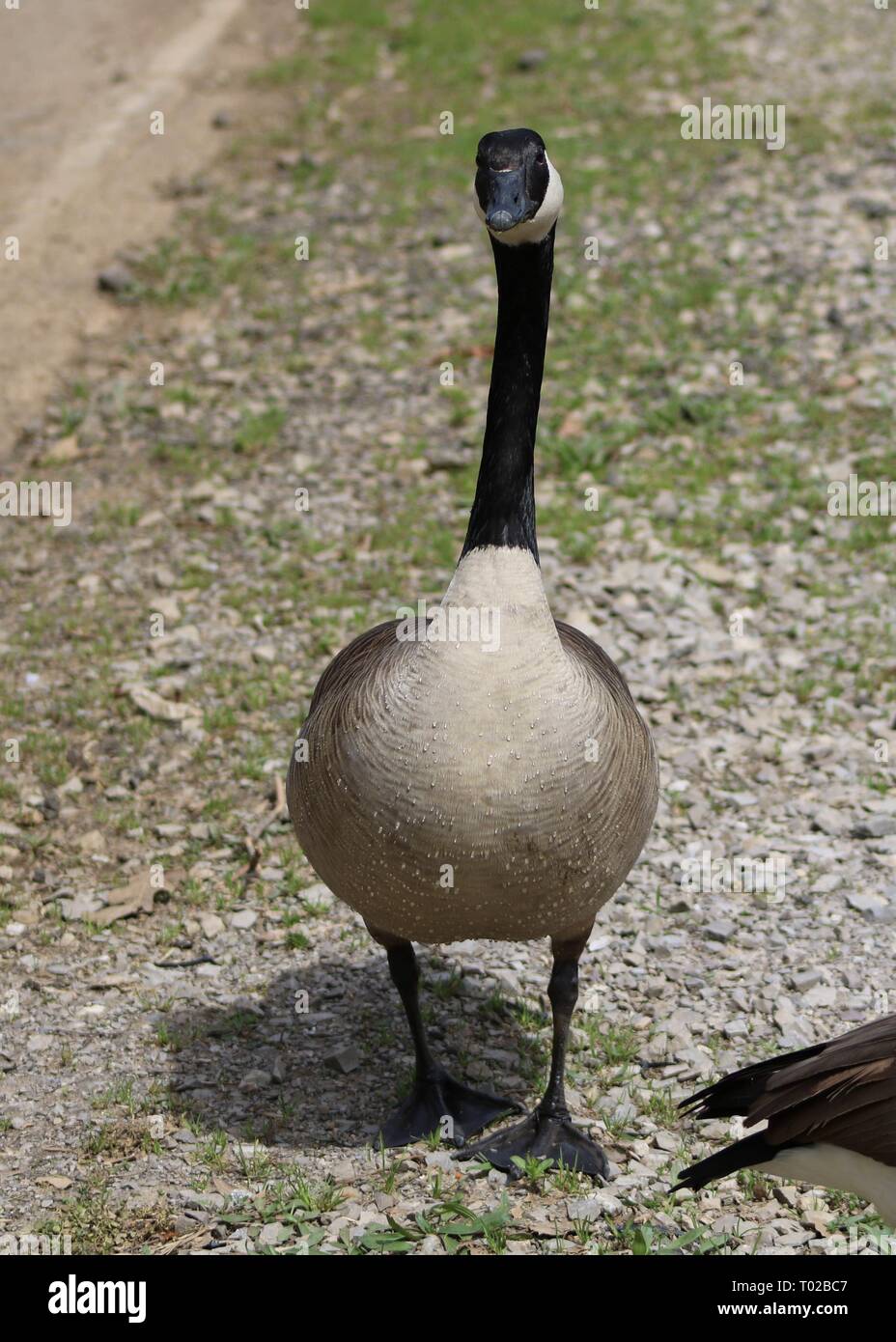 Struting hi-res stock photography and images - Alamy