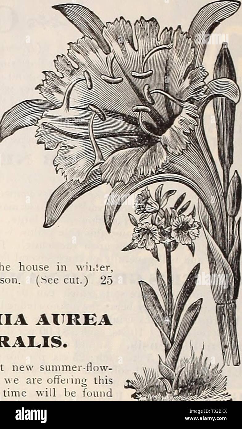 Dreer's garden calendar : 1900 . dreersgardencale1900henr Year: 1900 ...