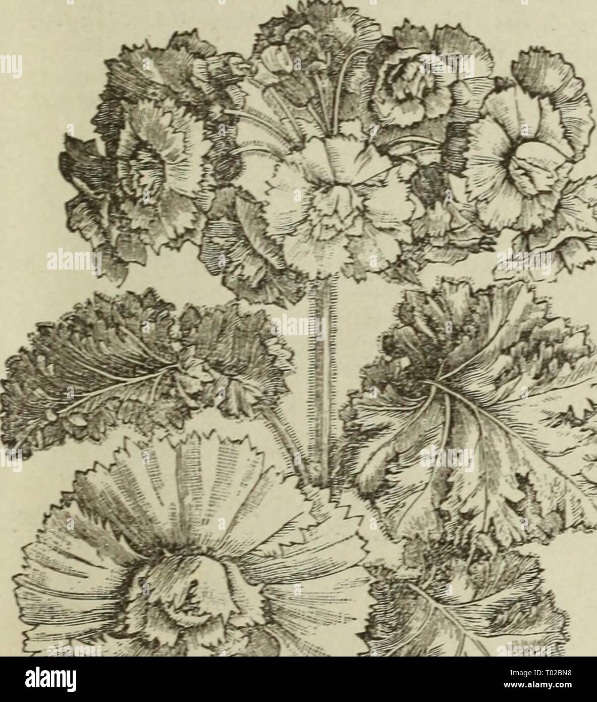 Dreer's garden calendar : 1883 . dreersgardencale1883henr Year: 1883 ...